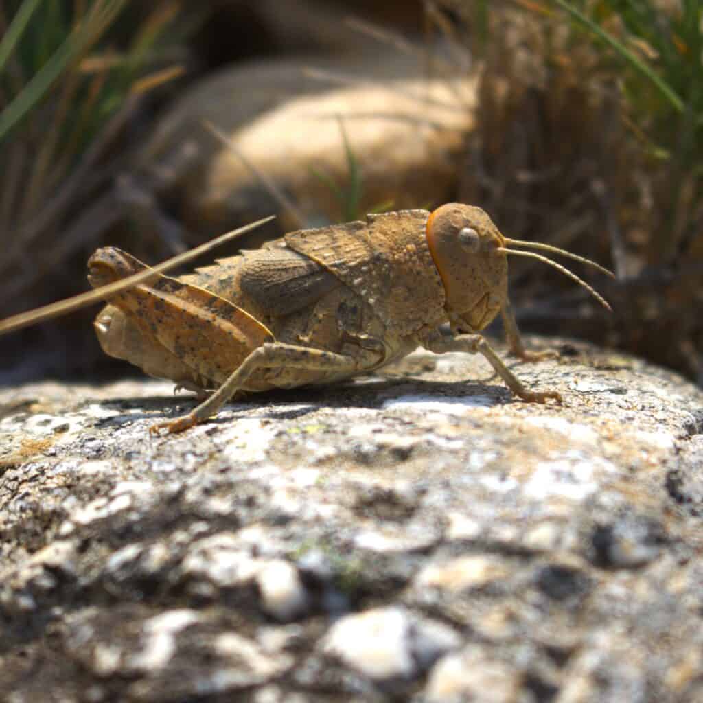 Arbeitskreis Insektenkunde - Monatstreffen - Pfalzmuseum für Naturkunde