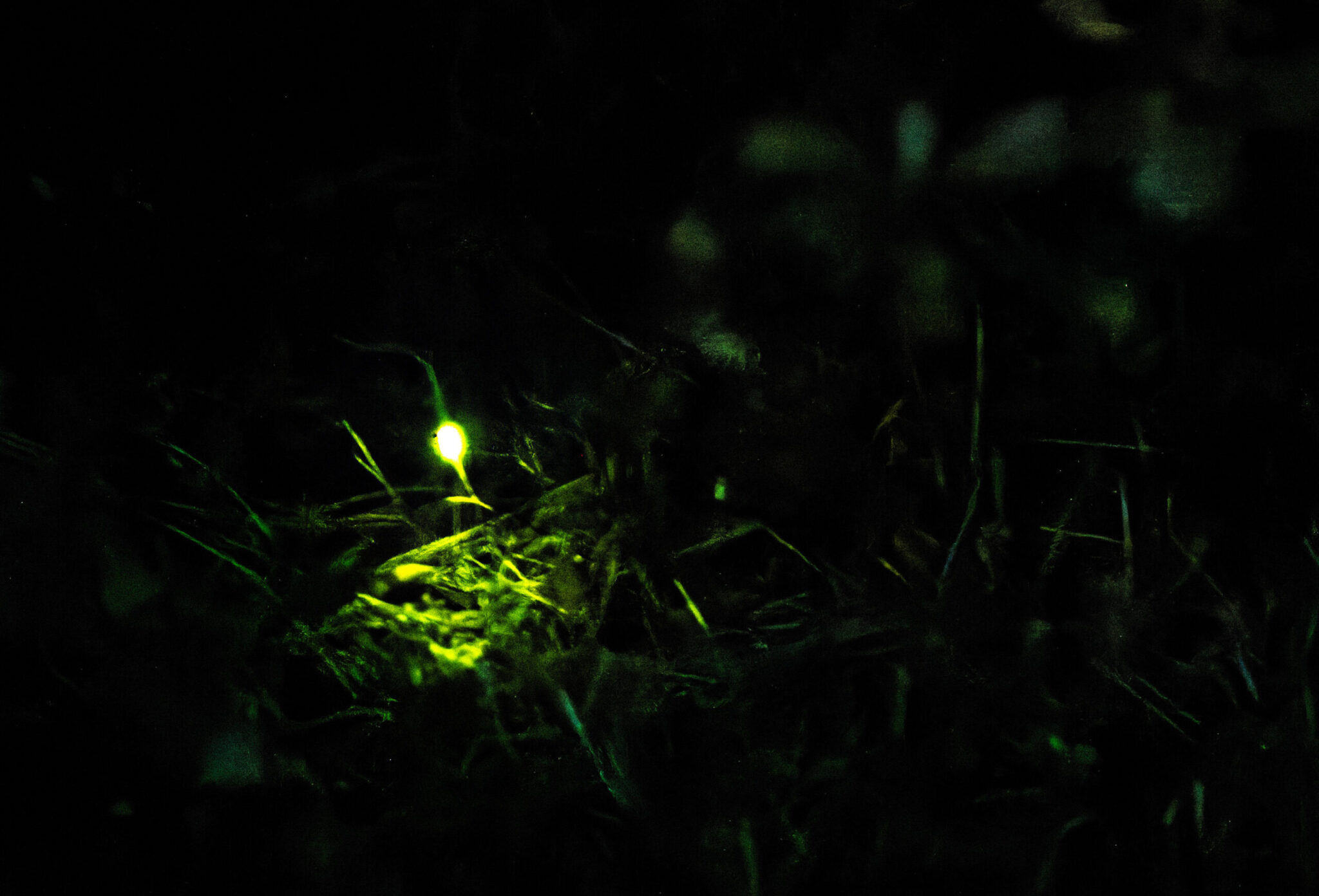EXKURSION - Glühwürmchen in der Nacht - Pfalzmuseum für Naturkunde